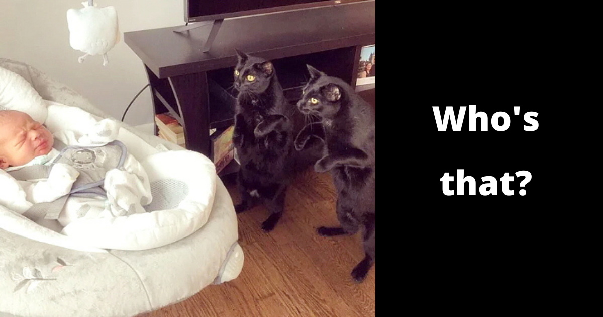 50 Pictures Of Cats Being Hilariously Silly