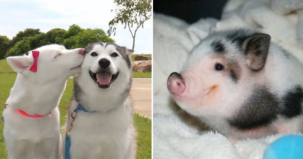 74 Animals With Adorably Contagious Smiles