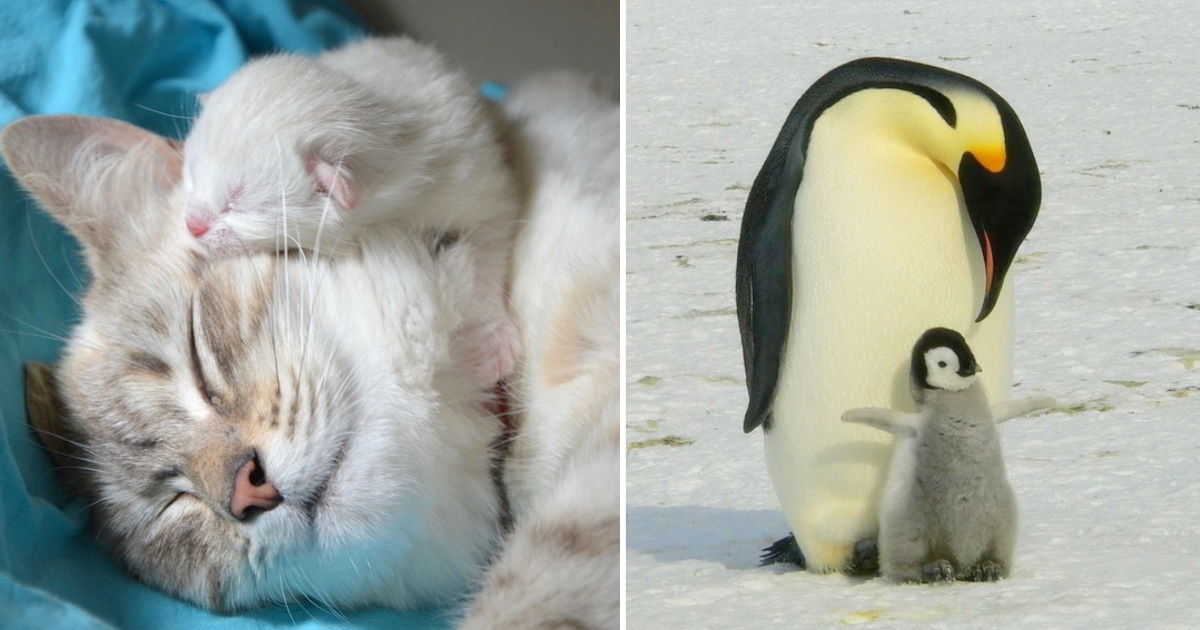 60 Heart Melting Animal Parenting Moments