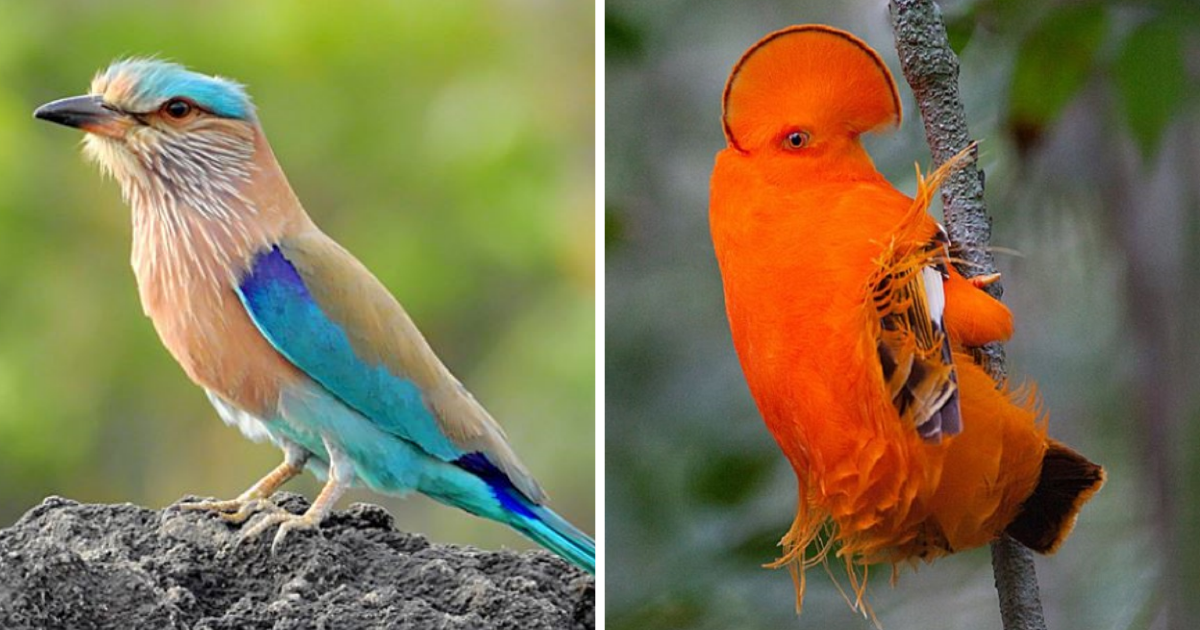 48 Beautiful Birds You’d Think Are From Another World