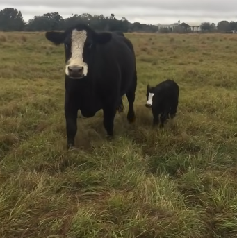 Mommy Cow Proudly Shows Off New Calf To Owner