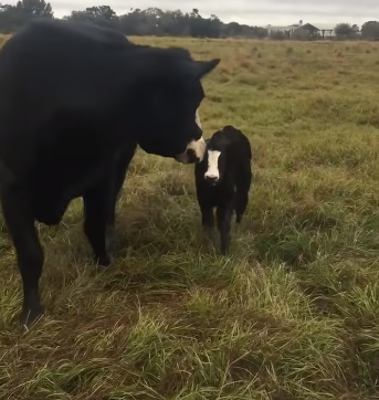 Mommy Cow Proudly Shows Off New Calf To Owner