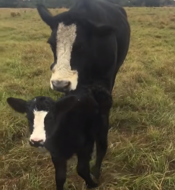 Mommy Cow Proudly Shows Off New Calf To Owner