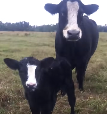 Mommy Cow Proudly Shows Off New Calf To Owner