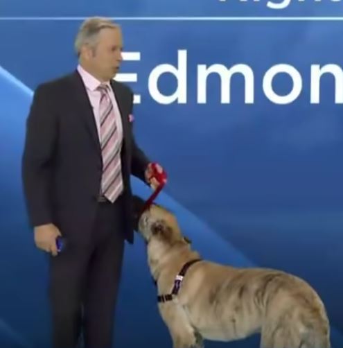 Weatherman’s Report Turns Hilarious After Dog Steals The Spotlight