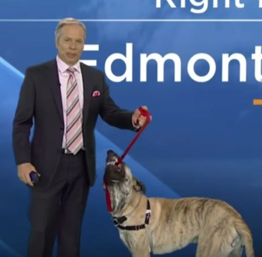 Weatherman’s Report Turns Hilarious After Dog Steals The Spotlight