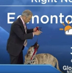 Weatherman’s Report Turns Hilarious After Dog Steals The Spotlight