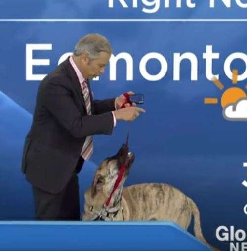 Weatherman’s Report Turns Hilarious After Dog Steals The Spotlight