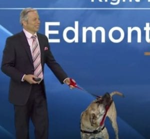 Weatherman’s Report Turns Hilarious After Dog Steals The Spotlight