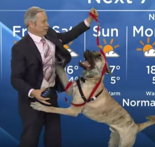 Weatherman’s Report Turns Hilarious After Dog Steals The Spotlight