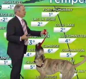 Weatherman’s Report Turns Hilarious After Dog Steals The Spotlight