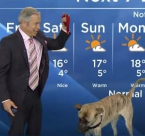 Weatherman’s Report Turns Hilarious After Dog Steals The Spotlight