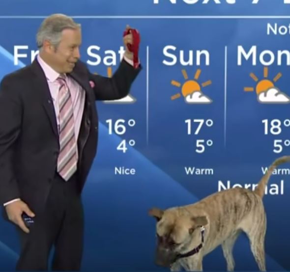 Weatherman’s Report Turns Hilarious After Dog Steals The Spotlight