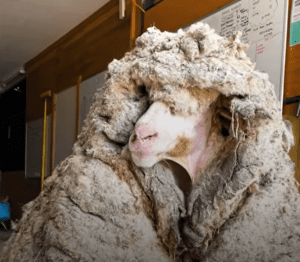 Sheep who was lost in forest years gets 80 pounds of wool shaved off