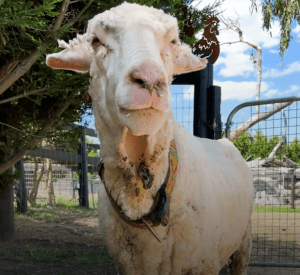 Sheep who was lost in forest years gets 80 pounds of wool shaved off