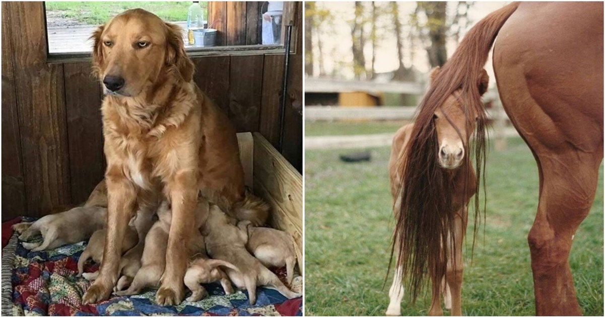 55 Adorable Baby Animals Annoying Their Mothers