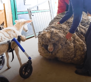 Sheep who was lost in forest years gets 80 pounds of wool shaved off