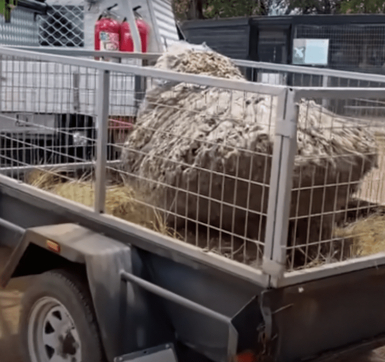 Rescuers save neglected sheep covered in 80lbs of wool and give him the ...