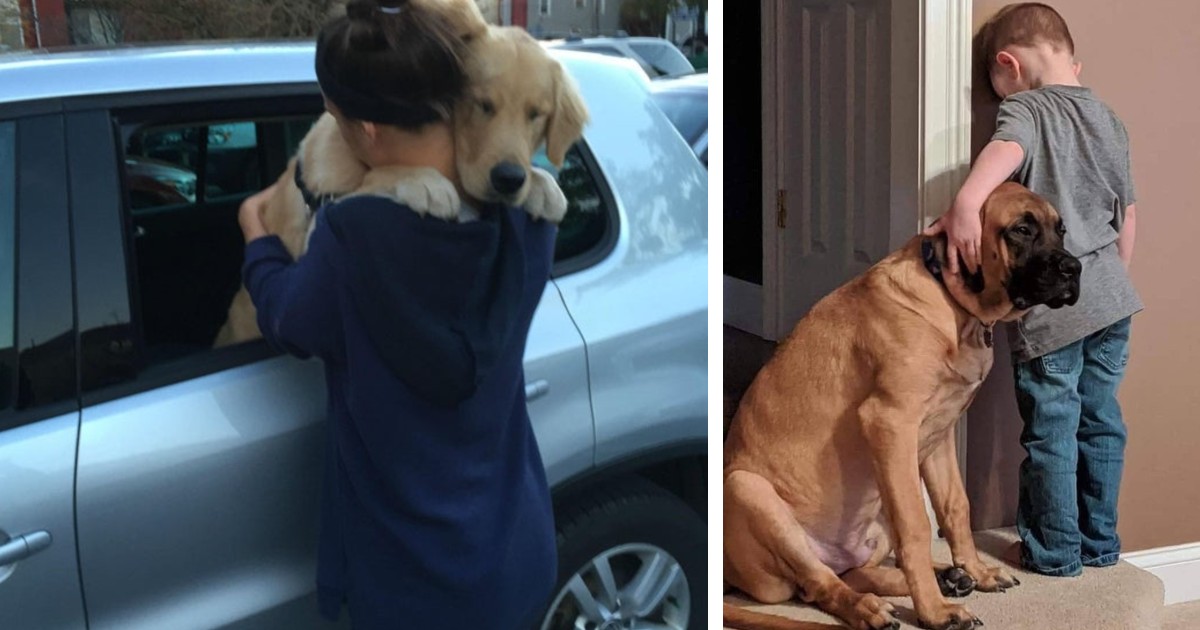 30+ photos that show how much love dogs have for their humans