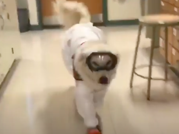 Smart service dog sports full PPE gear so he can assist dad in the lab