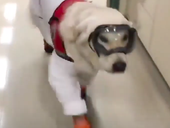 Smart service dog sports full PPE gear so he can assist dad in the lab
