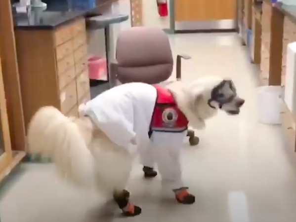 Smart service dog sports full PPE gear so he can assist dad in the lab