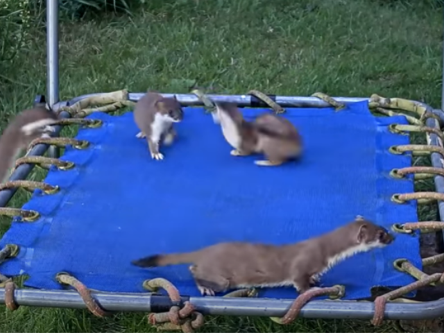 Adorable baby stoats discover a trampoline and go bonkers