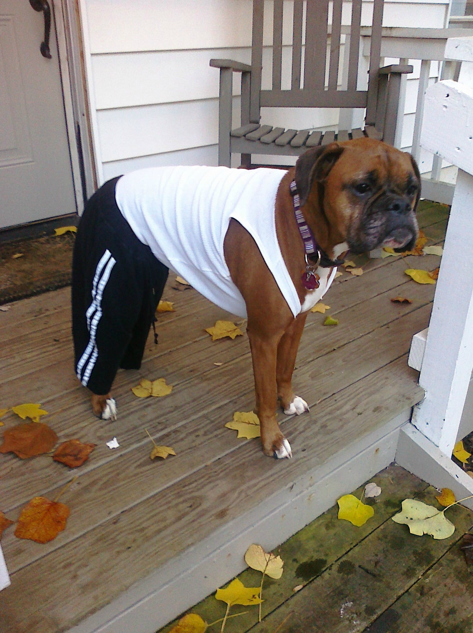 50 pics that prove Boxers are adorable weirdos