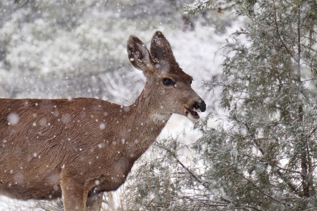 Man sees deer stuck on ice and jumps into action to rescue him