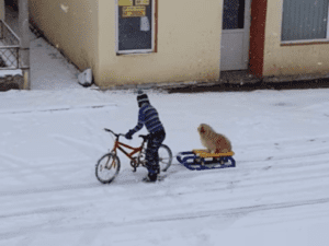 Boy takes his dog out for adorable sled ride in the snow