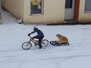 Boy takes his dog out for adorable sled ride in the snow