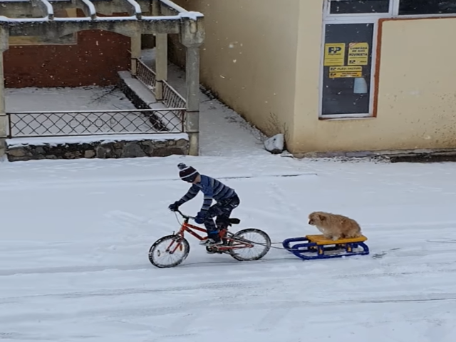 Boy takes his dog out for adorable sled ride in the snow