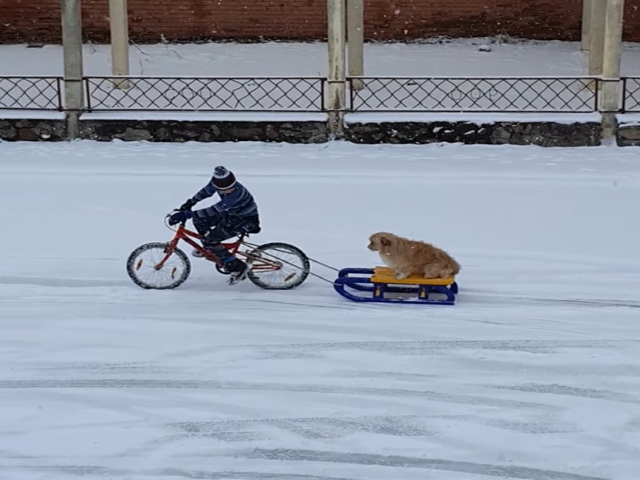 Boy takes his dog out for adorable sled ride in the snow