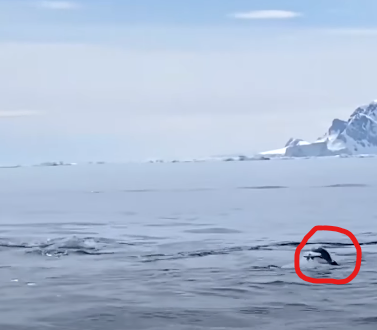 Penguin Being Chased By Killer Whale Jumps In Tourist Boat