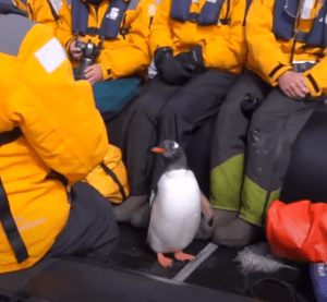 Penguin Being Chased By Killer Whale Jumps In Tourist Boat