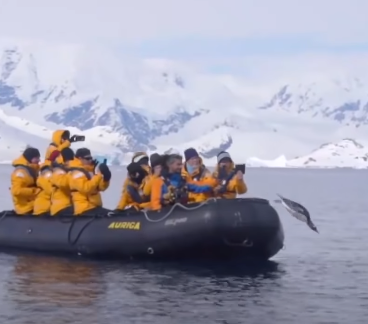 Penguin Being Chased By Killer Whale Jumps In Tourist Boat