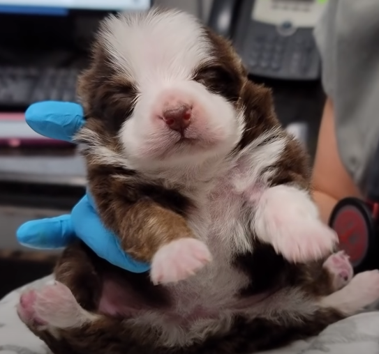 Puppy Born With Two Tails And Six Legs Makes National Headlines