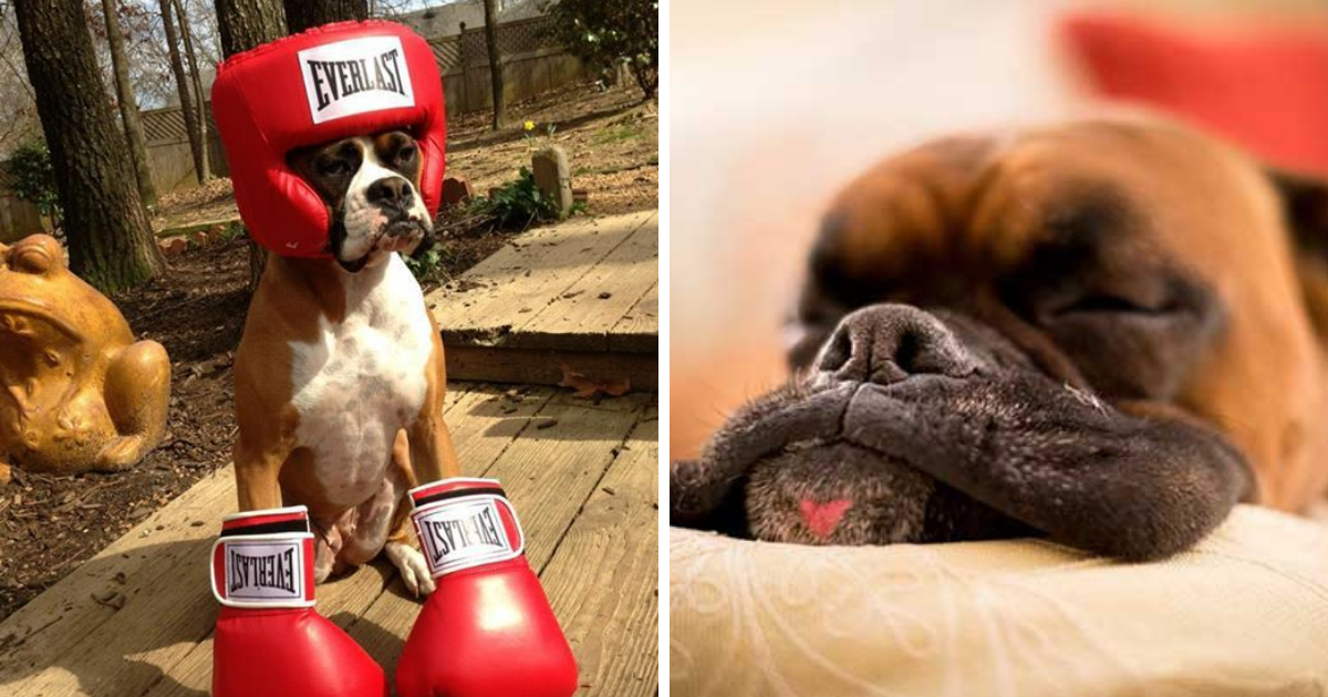 35 reasons people love their boxers