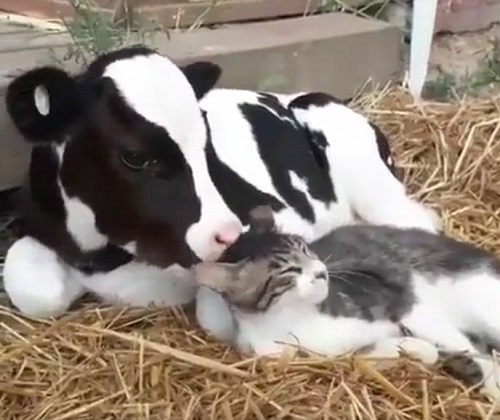 35+ Animals Who Make Us Laugh With Their Teamwork