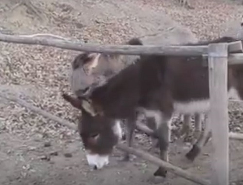 35+ Animals Who Make Us Laugh With Their Teamwork