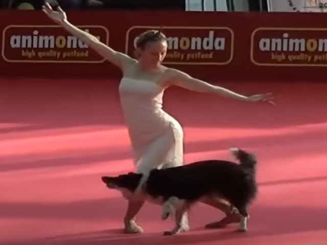 Talented Border Collie delivers emotional ballet performance