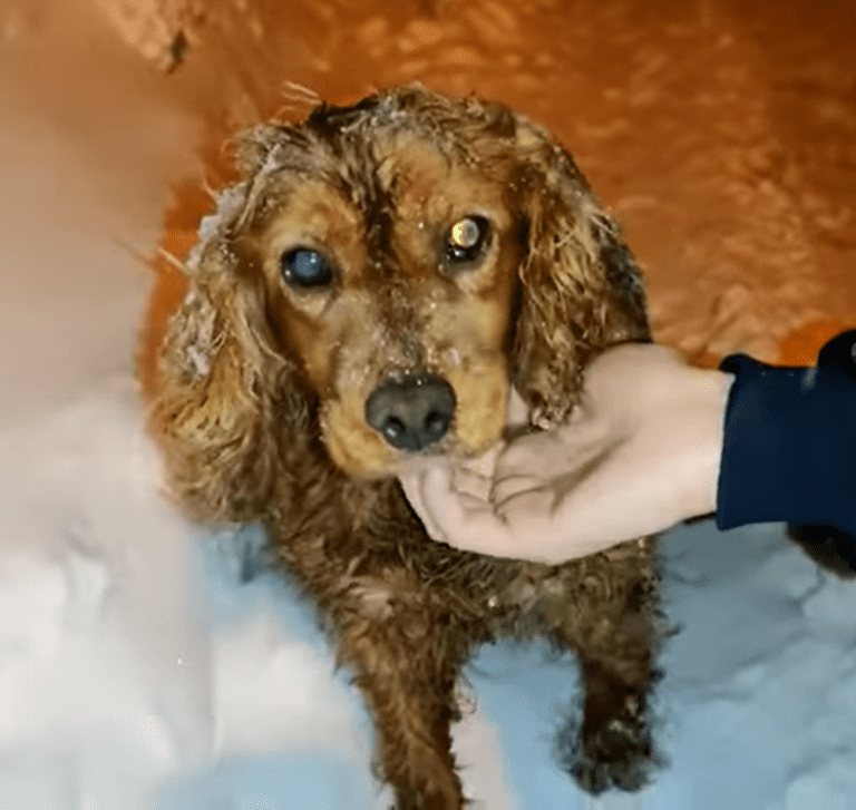 Couple sees freezing stray dog in the snow and vow to save him