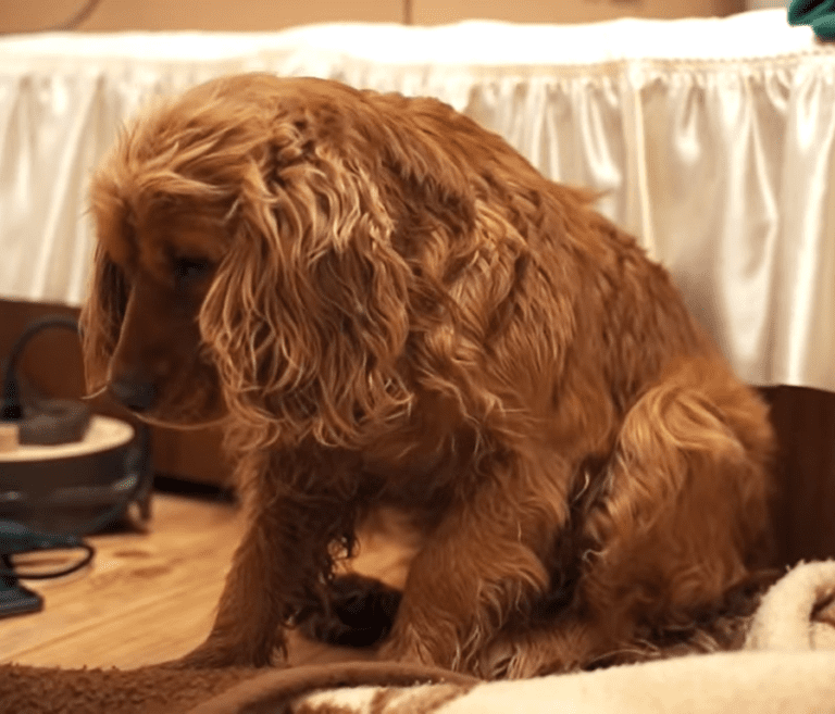 Couple sees freezing stray dog in the snow and vow to save him