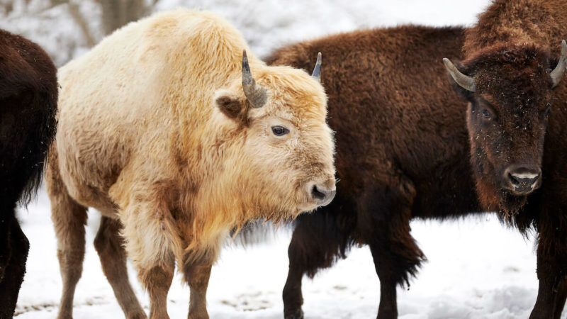 Incredibly rare white American bison born in the Ozarks