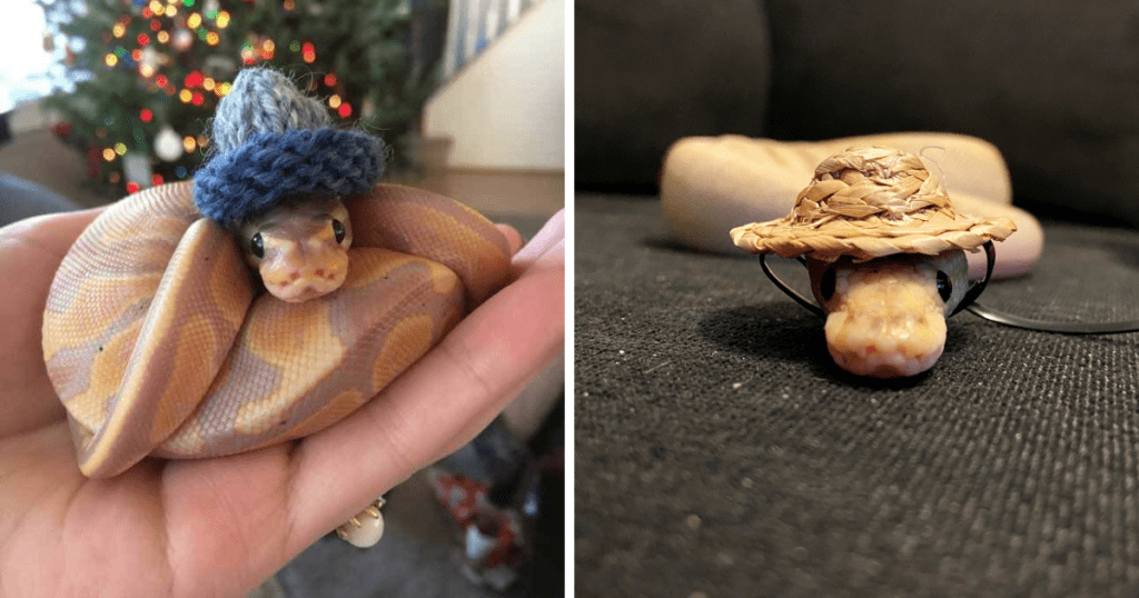 55 Photos of snakes in hats that are totally stealing the internet’s heart