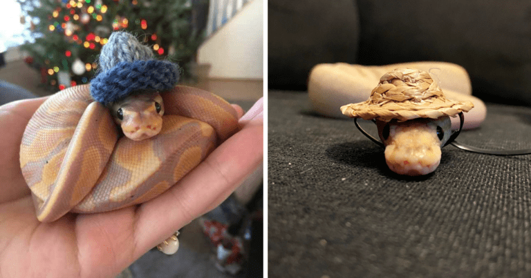 55 Photos of snakes in hats that are totally stealing the internet’s heart