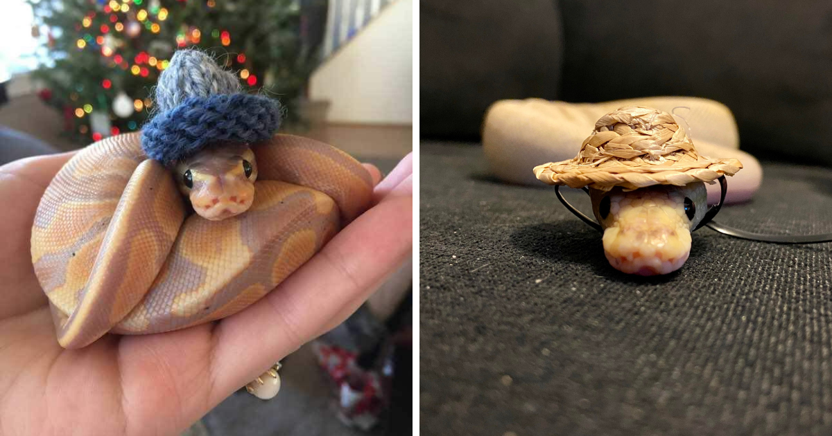 55 Photos of snakes in hats that are totally stealing the internet’s heart