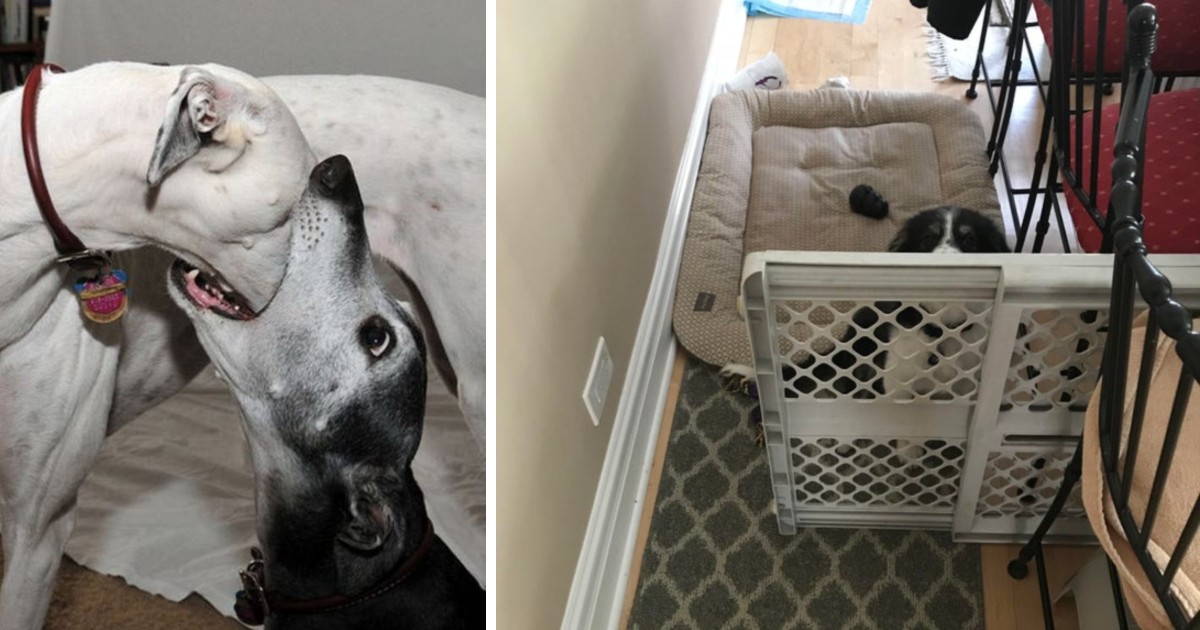 40 photos that show dogs have their own unique kind of logic