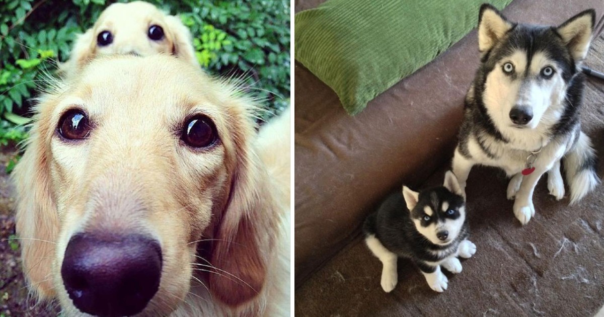 41 dogs posing with their adorable mini-mes