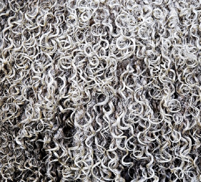 Runaway sheep with over 75 lbs of matted fleece gets haircut & can ...